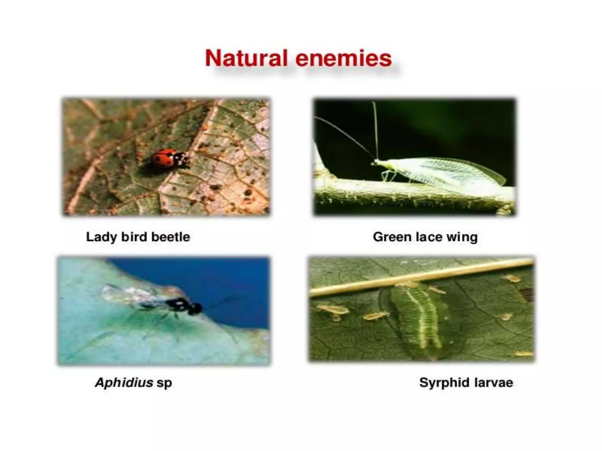 Biological control of insects pests by allah dad khan | PPTX