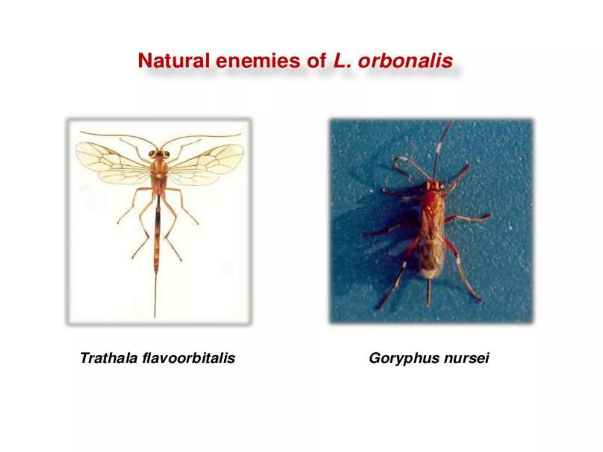 Biological control of insects pests by allah dad khan | PPTX