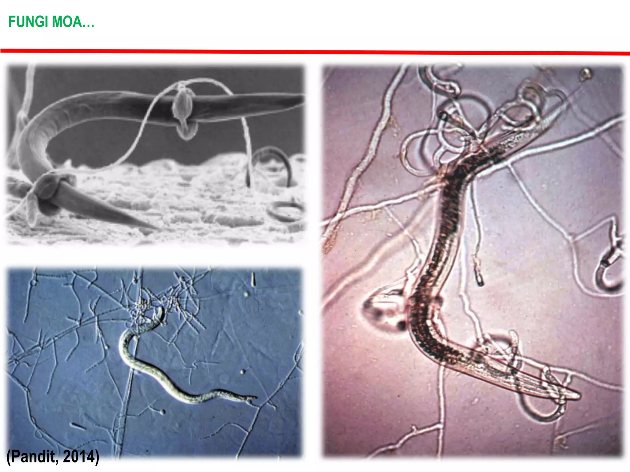 BIOLOGICAL CONTROL OF NEMATODES-SSNAIK TNAU | PPT