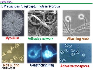 BIOLOGICAL CONTROL OF NEMATODES-SSNAIK TNAU | PPT