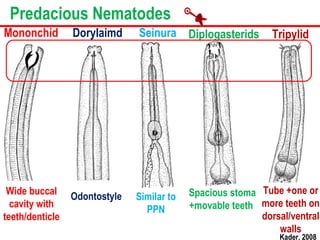 BIOLOGICAL CONTROL OF NEMATODES-SSNAIK TNAU | PPT