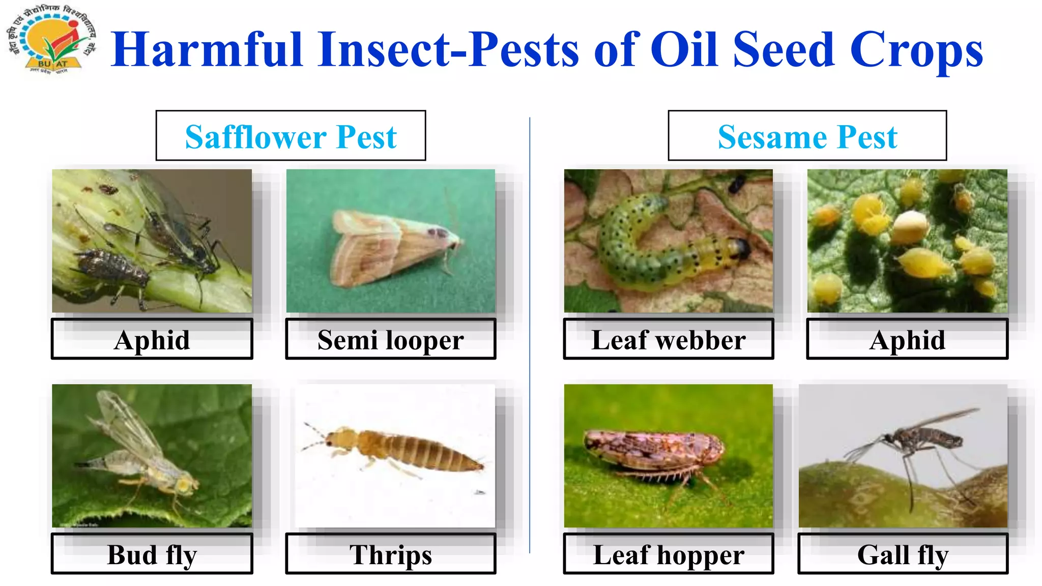 Biological control of oilseed pests | PPTX