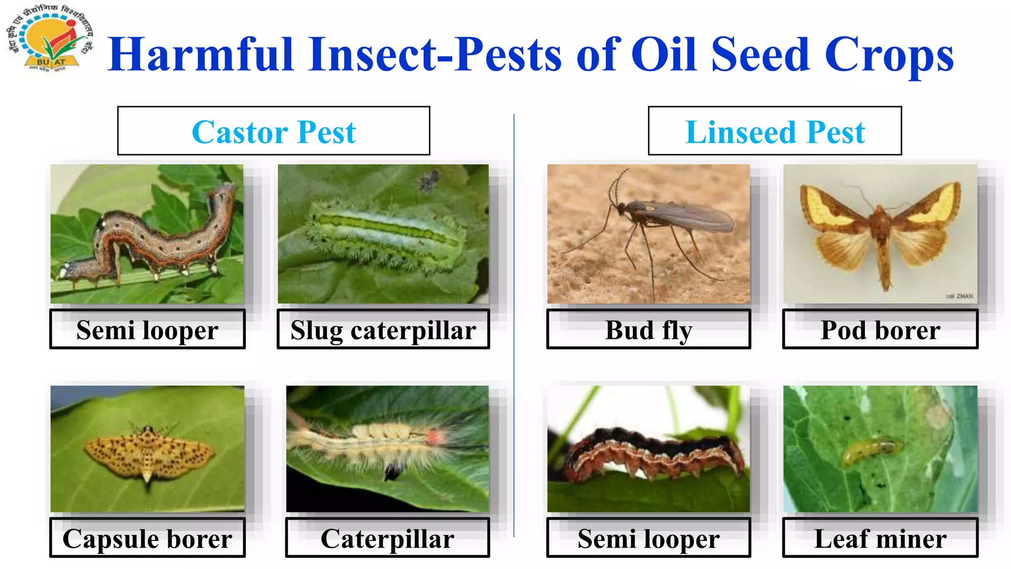 Biological control of oilseed pests | PPTX