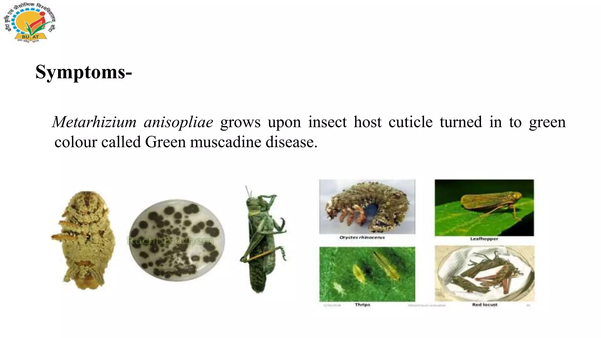 Biological control of oilseed pests | PPTX