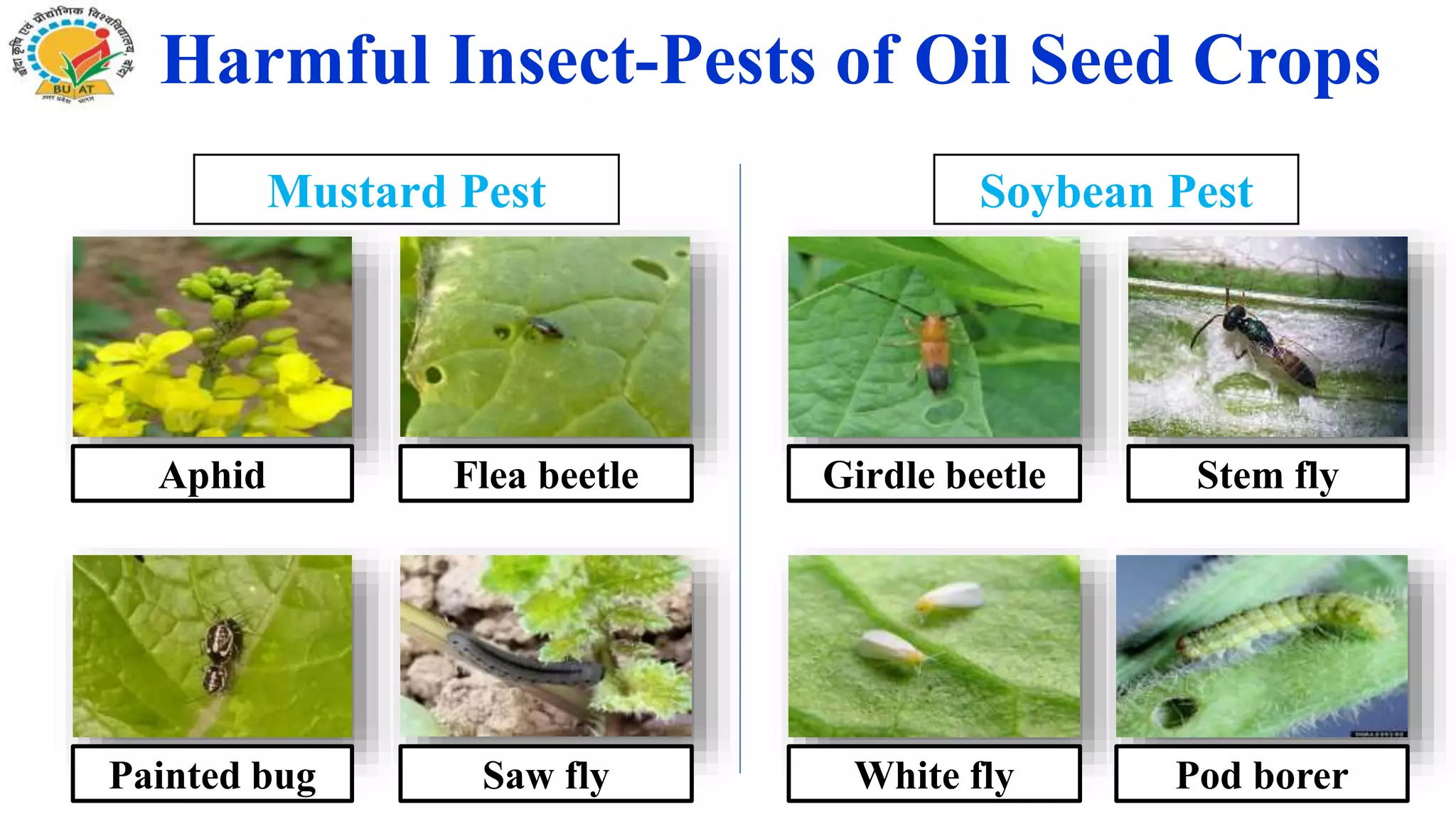 Biological control of oilseed pests | PPTX