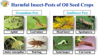 Biological control of oilseed pests | PPTX