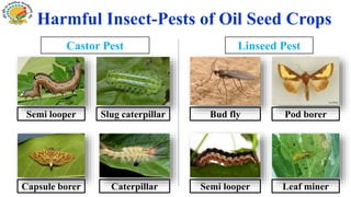 Biological control of oilseed pests | PPTX