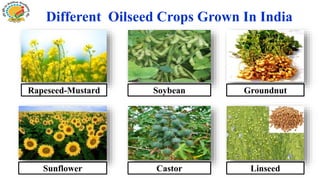 Biological control of oilseed pests | PPTX