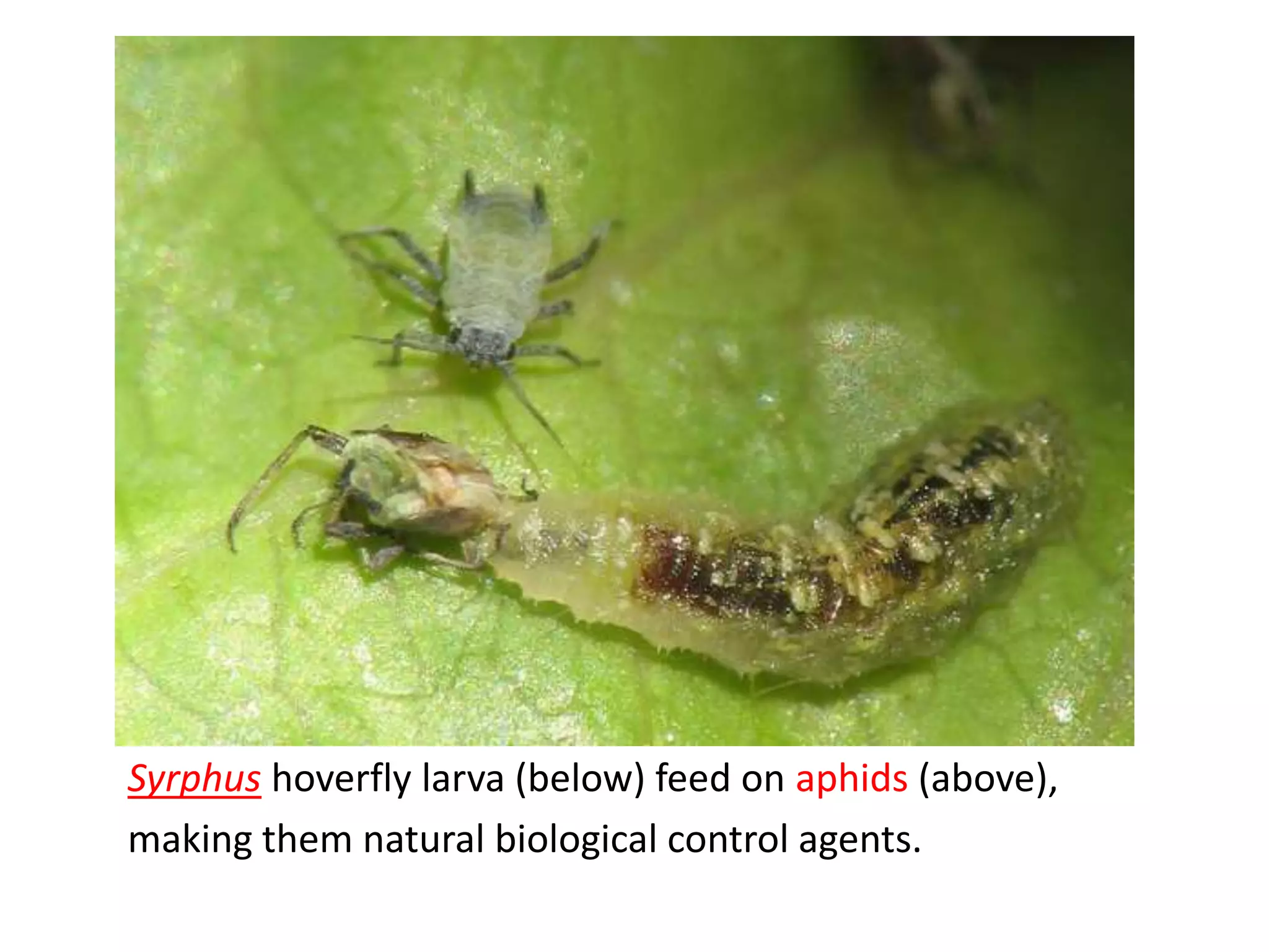 Biological control of pest | PPTX