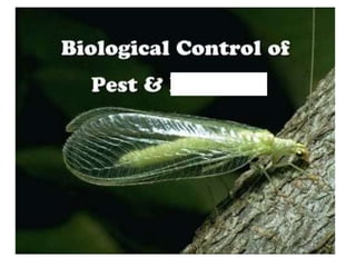 Biological control of pest | PPTX