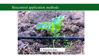 Biological control of plant pathogens | PPTX