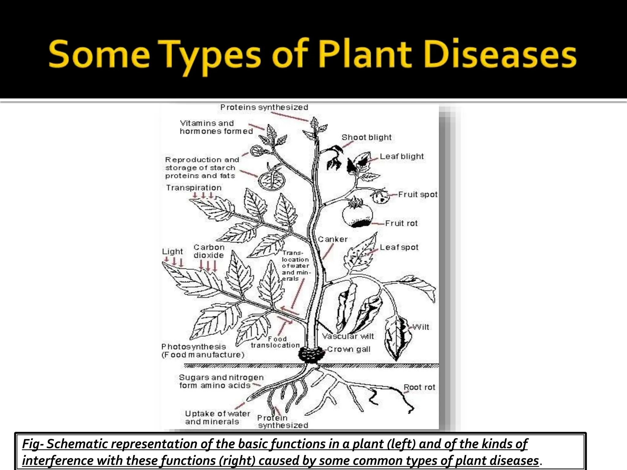 Biological_Control_of_Plant_Pathogens_by.pptx