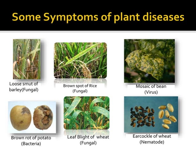 Biological_Control_of_Plant_Pathogens_by.pptx