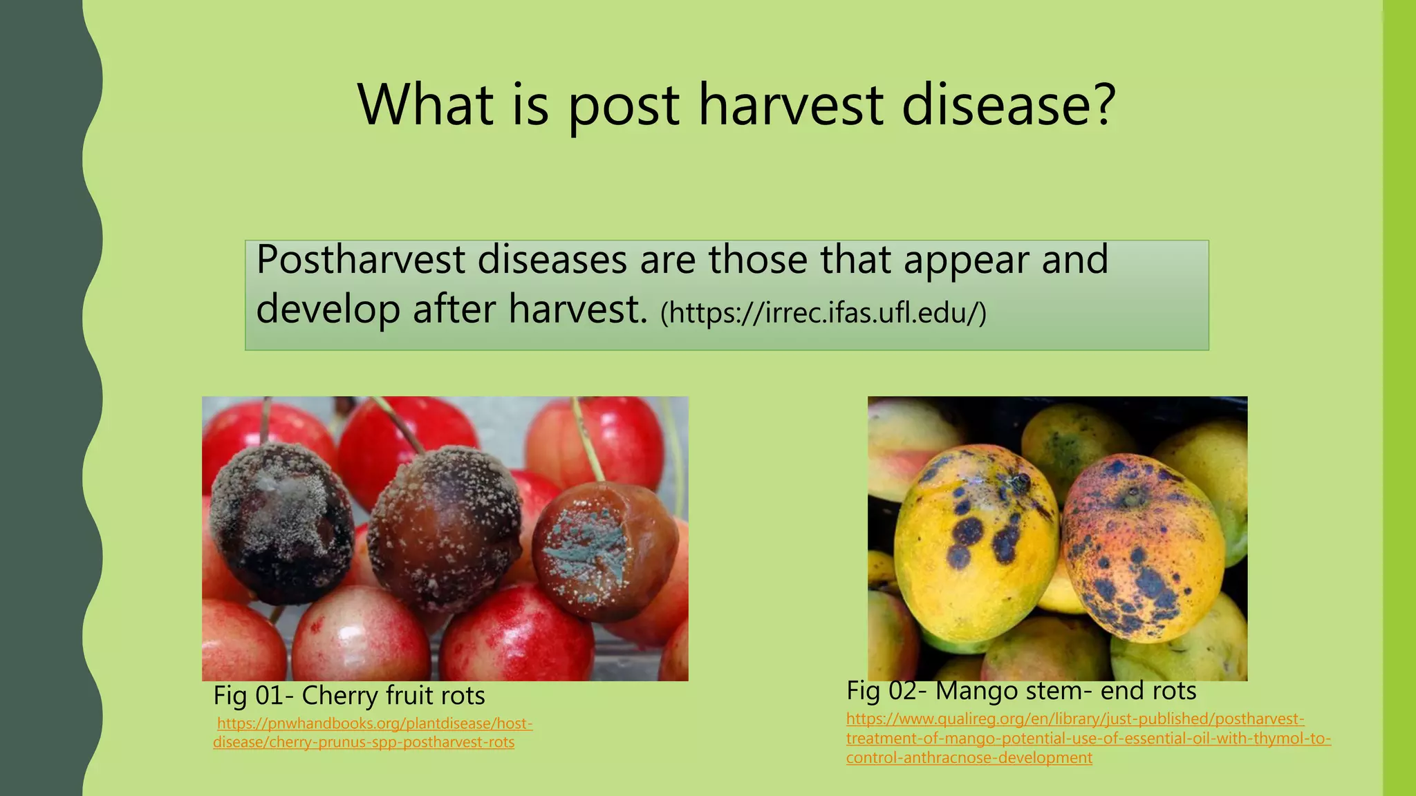 Biological control of the post harvest diseases of fruits. | PPTX
