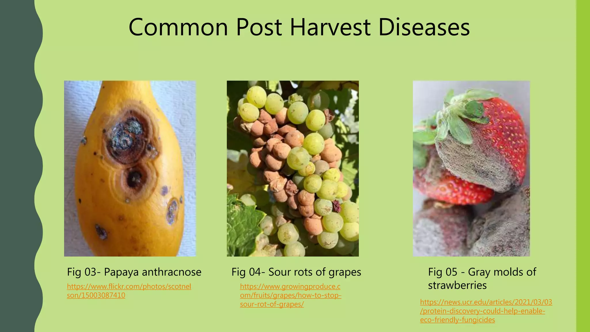Biological control of the post harvest diseases of fruits. | PPTX