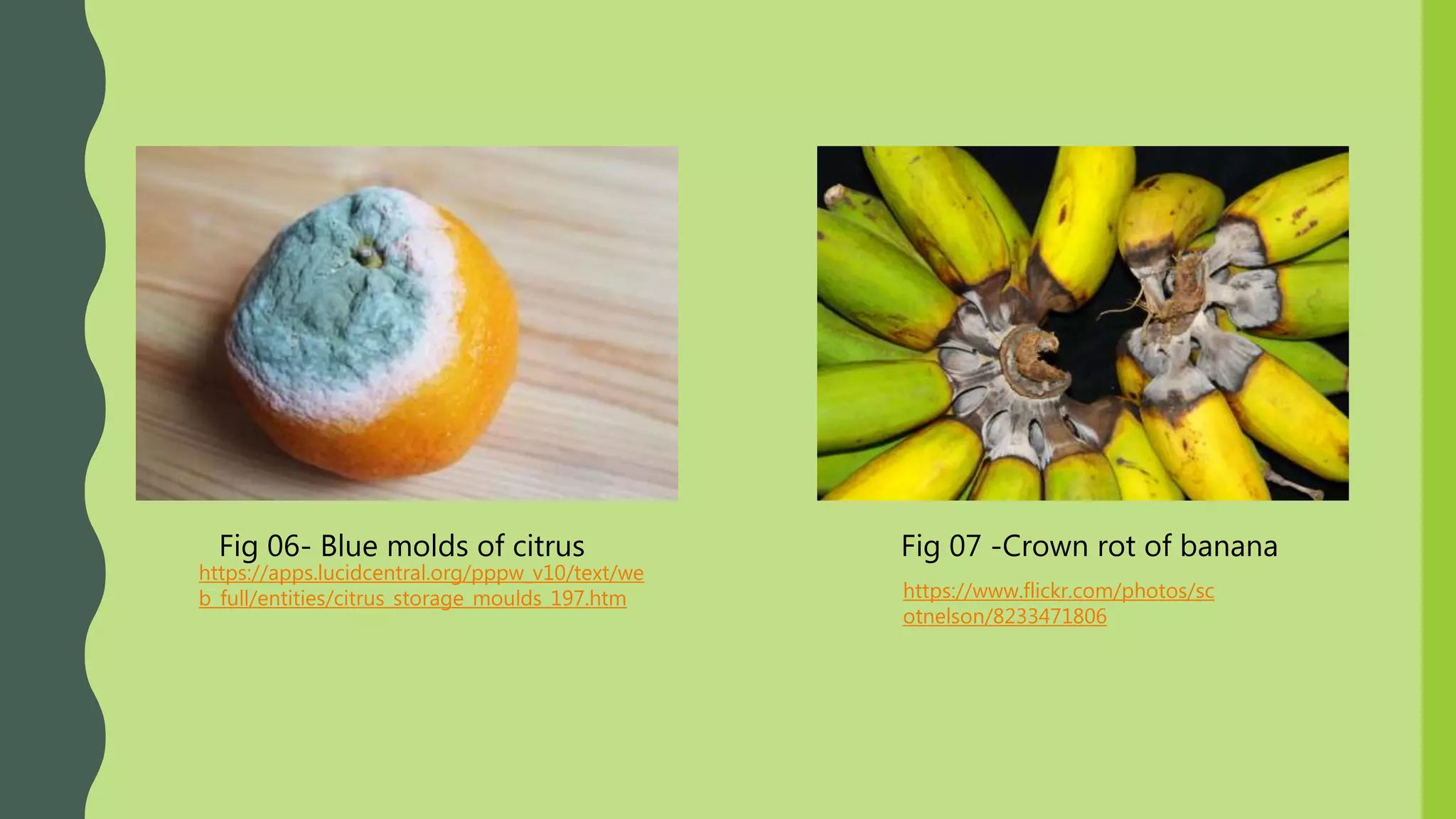 Biological control of the post harvest diseases of fruits. | PPTX
