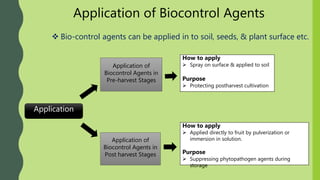 Biological control of the post harvest diseases of fruits. | PPTX