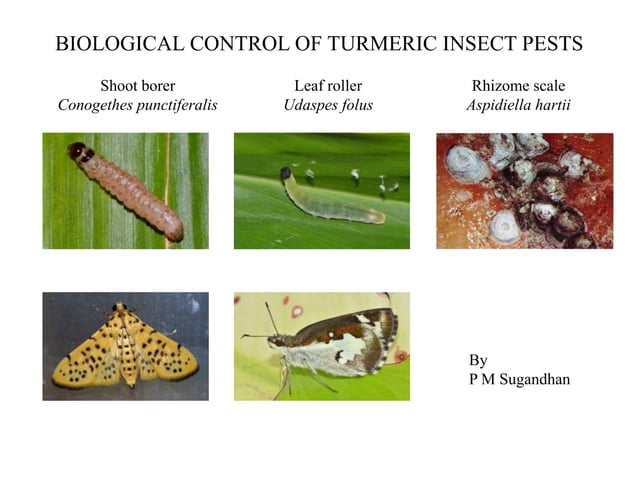 Biological control of turmeric insect pests | PPTX | Beekeeping ...