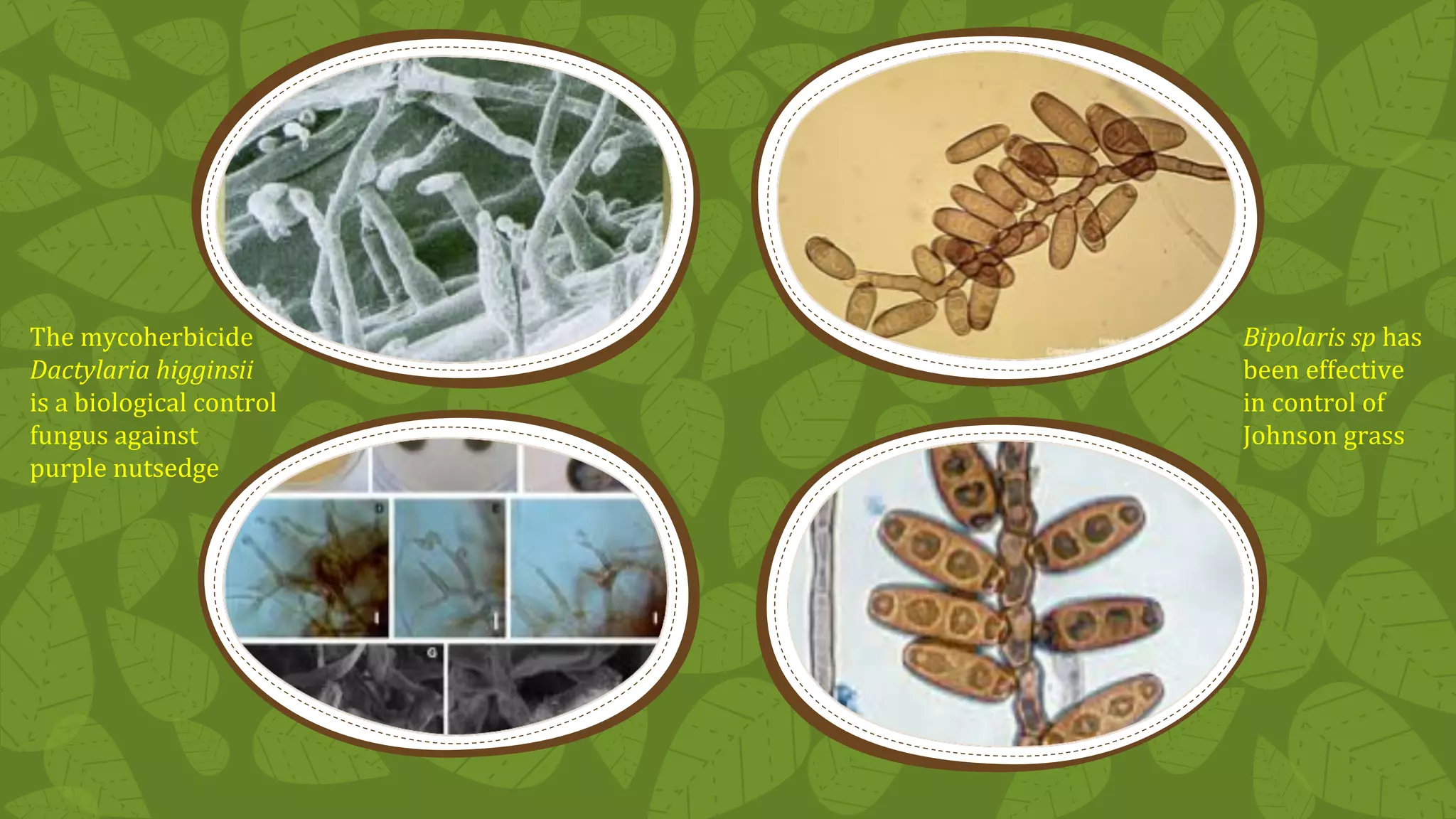 Biological control of weeds | PPT