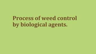 Biological control of weeds | PPT