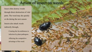 Biological control of weeds using insects- Arshima Shaji V | PPTX