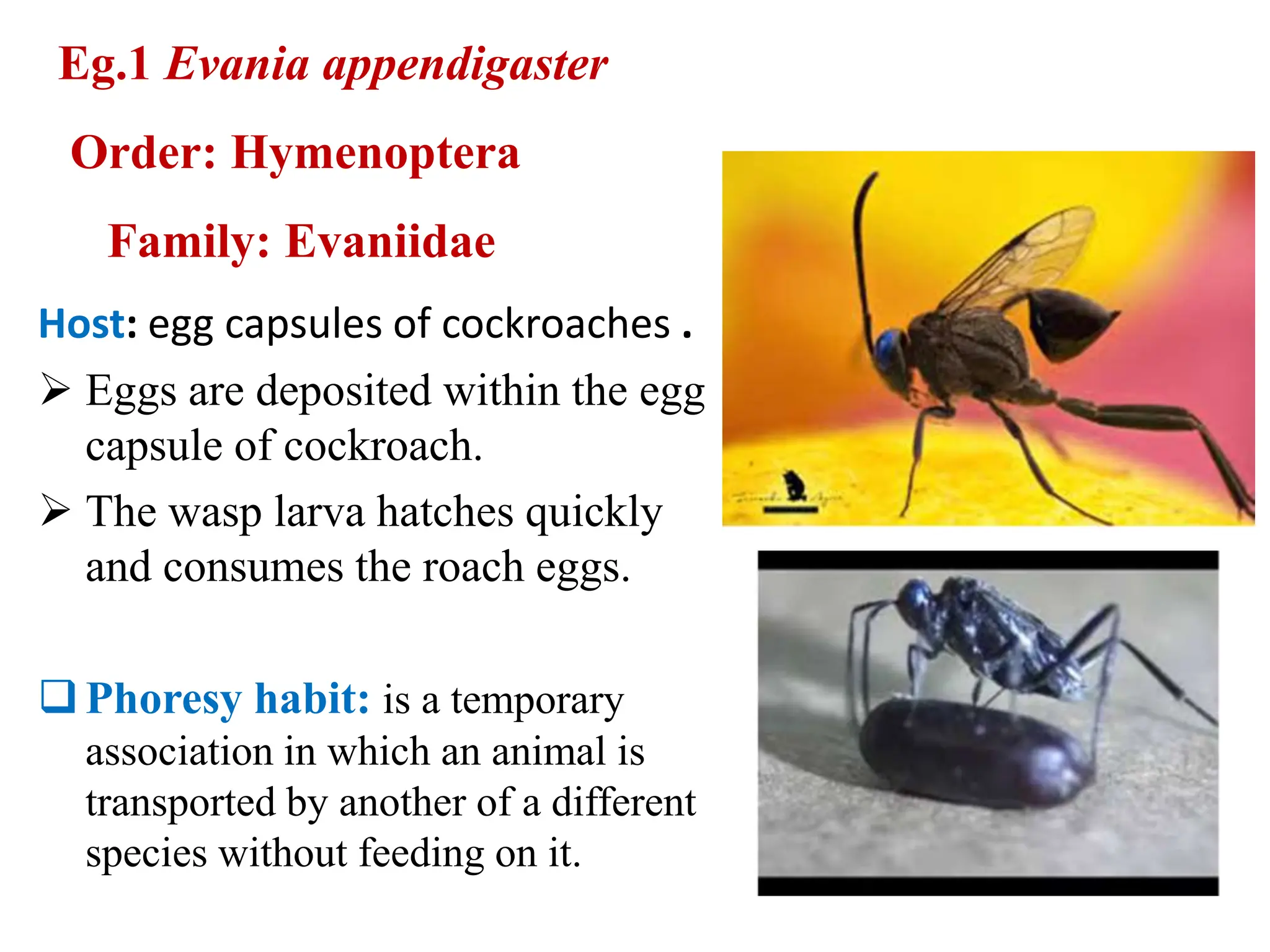 biological control of pests parasitoids.ppt