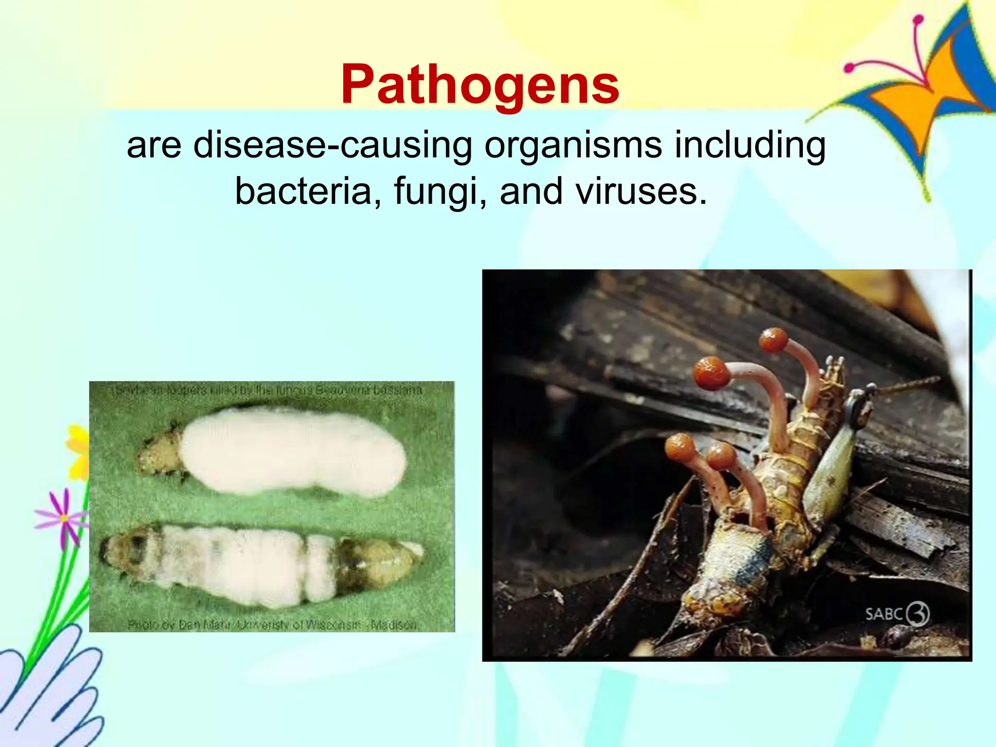biological control of pests parasitoids.ppt