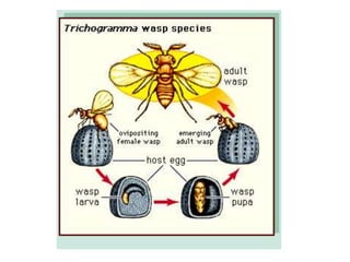 biological control of pests parasitoids.ppt