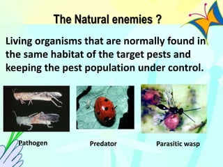 biological control of pests parasitoids.ppt