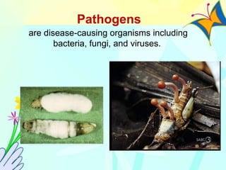 biological control of pests parasitoids.ppt
