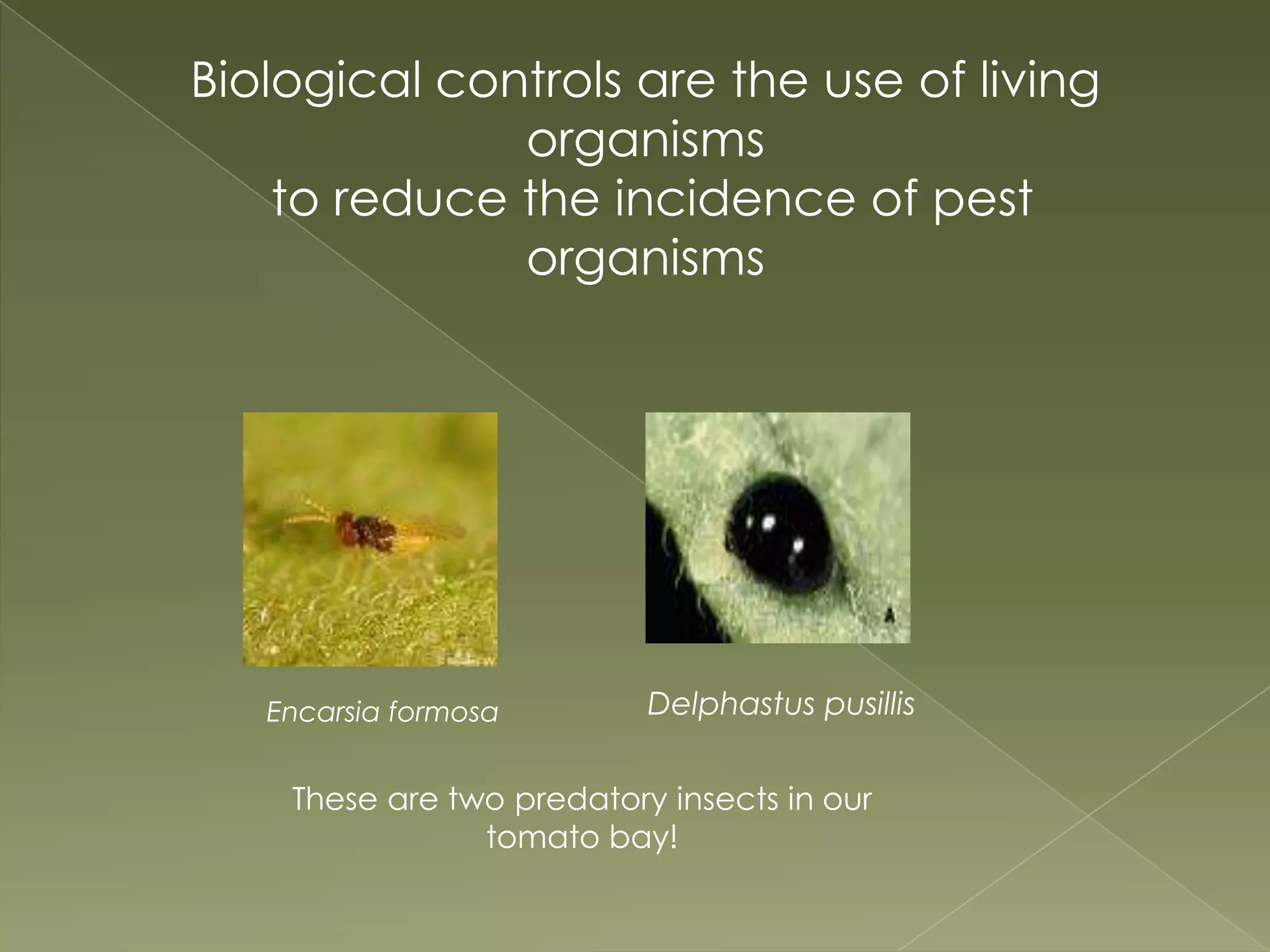 Biological Controls | PPT