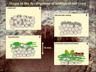 Biological_Crust_English.ppt