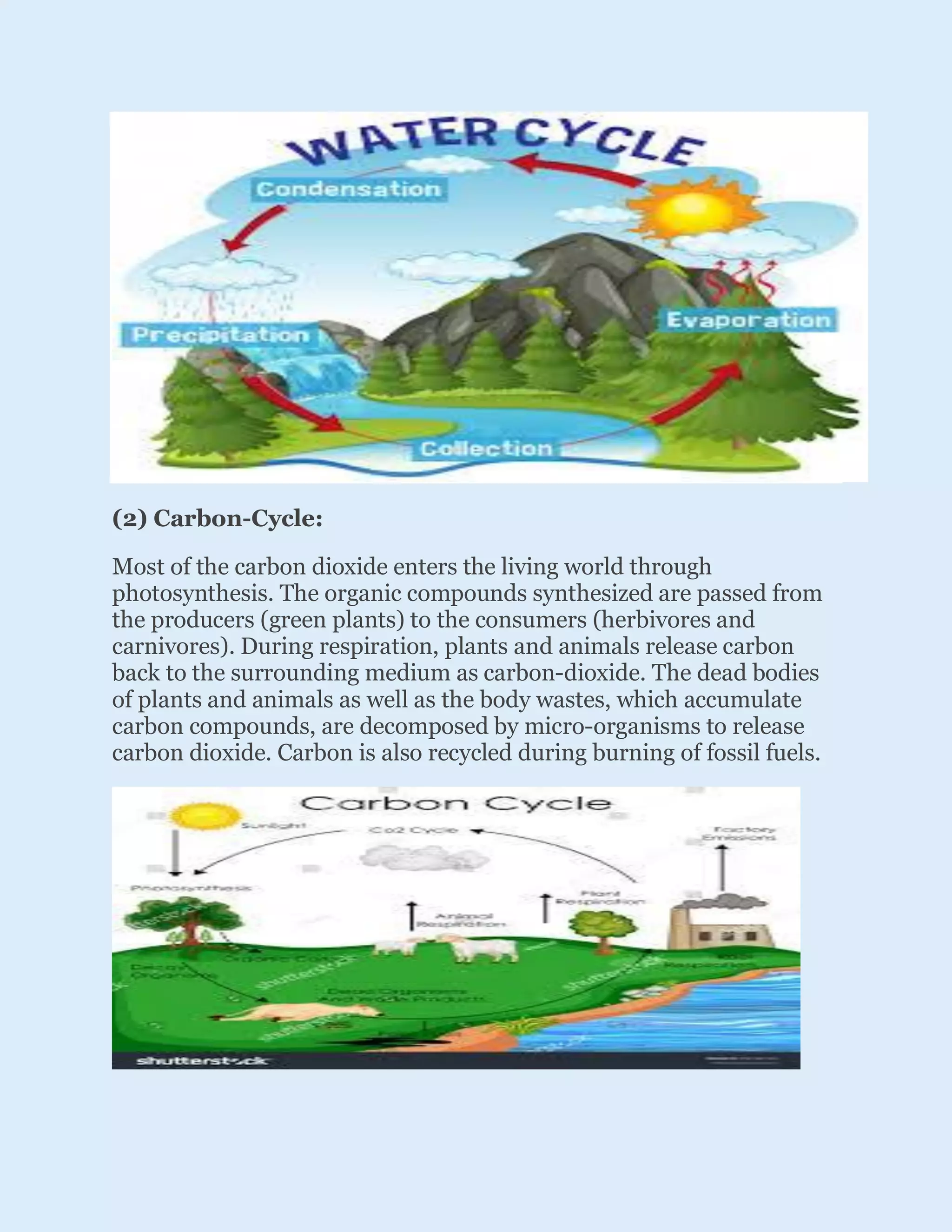 Biological cycles | PDF