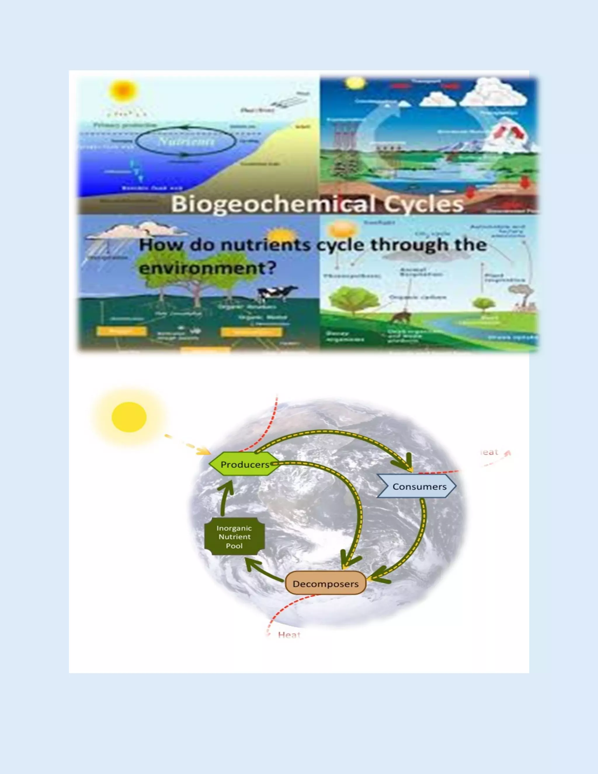 Biological cycles | PDF