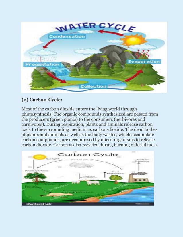 Biological cycles | PDF