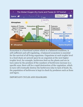 Biological cycles | PDF