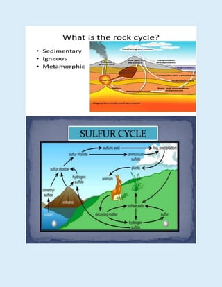 Biological cycles | PDF