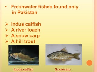 Biological diversity of pakistan | PPTX