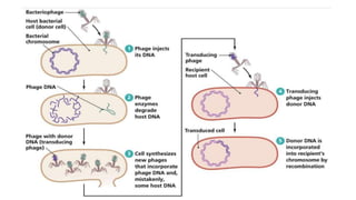 Biological dna transfer methods | PPT
