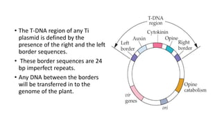 Biological dna transfer methods | PPT