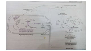Biological dna transfer methods | PPT