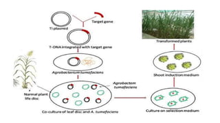 Biological dna transfer methods | PPT