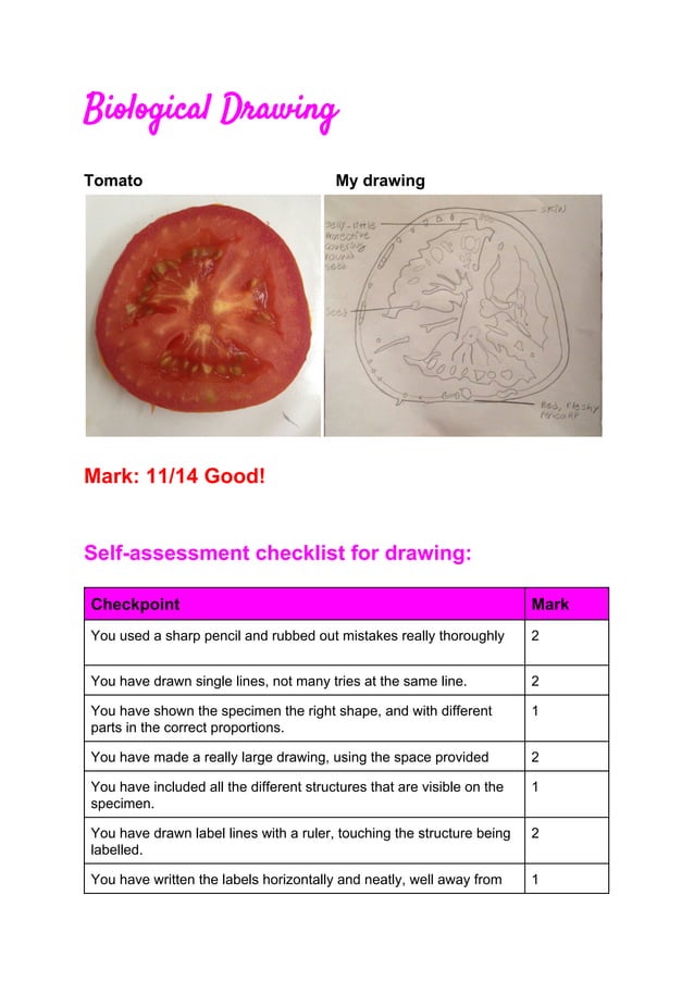 Biologicaldrawing | PDF