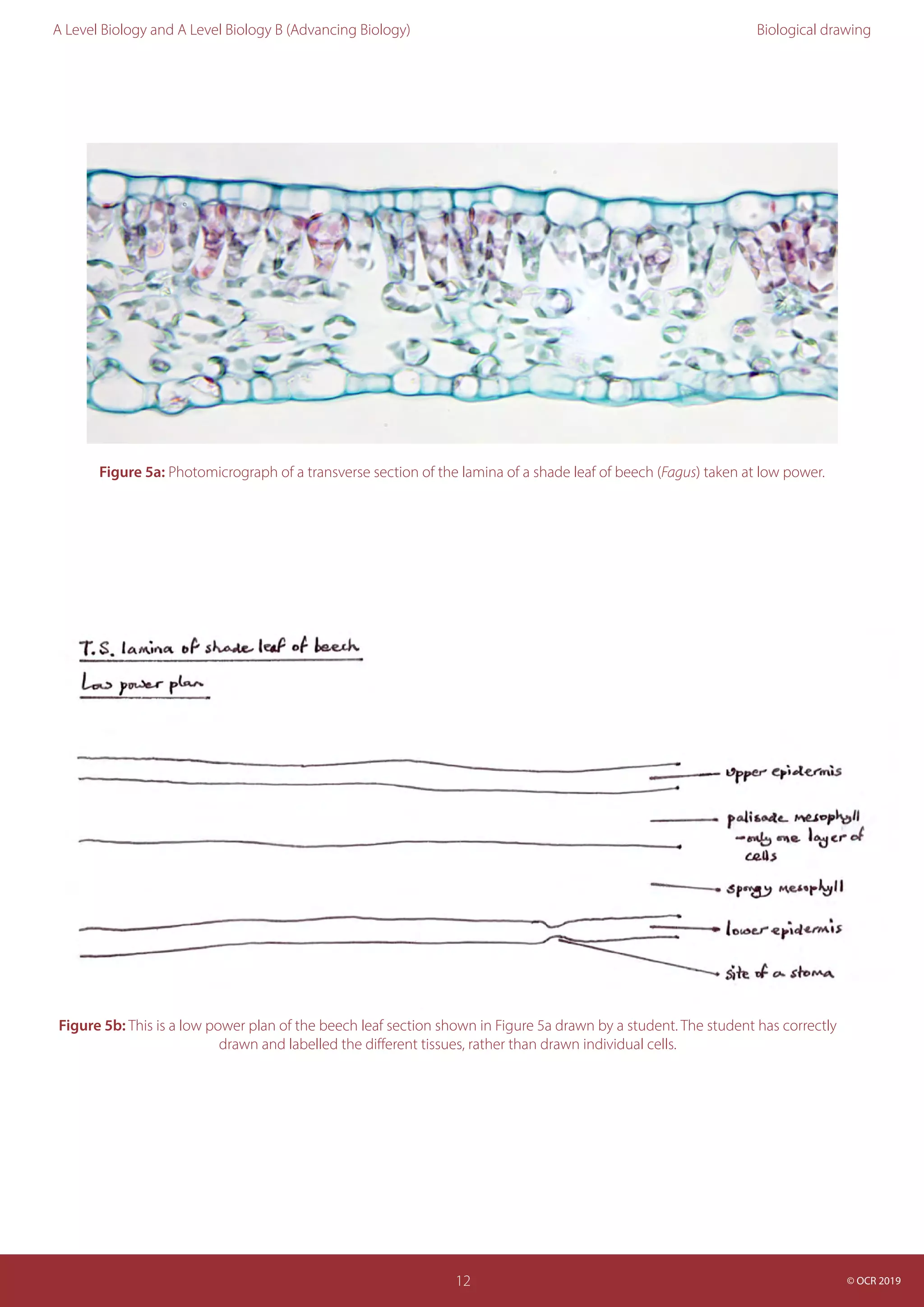 Biological drawing | PDF