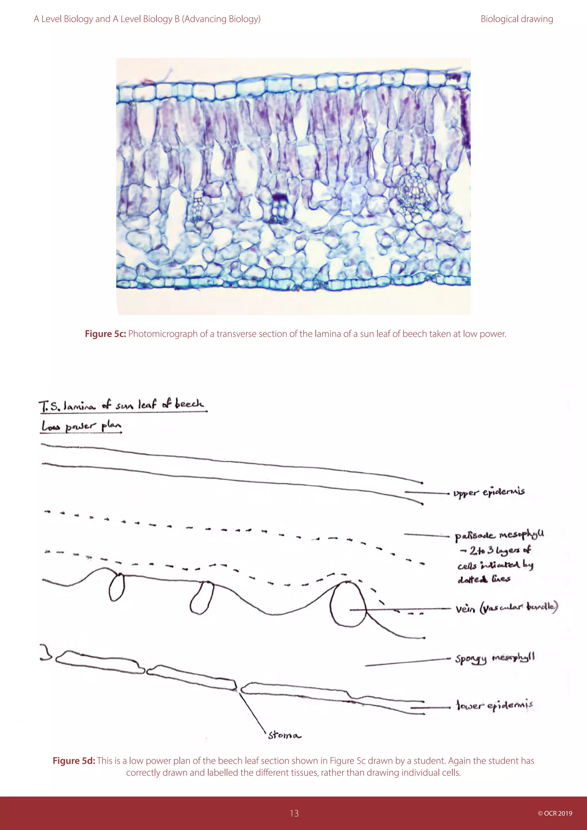 Biological drawing | PDF