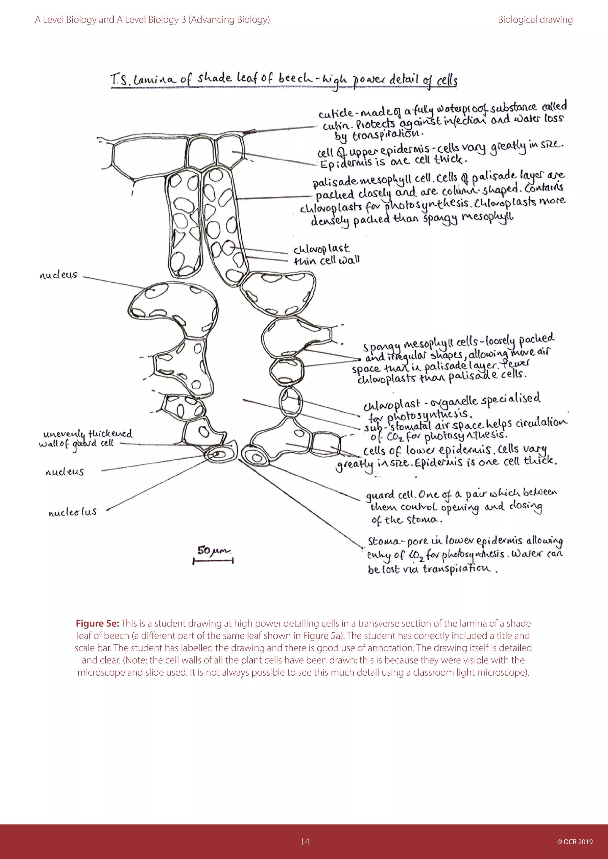 Biological drawing | PDF