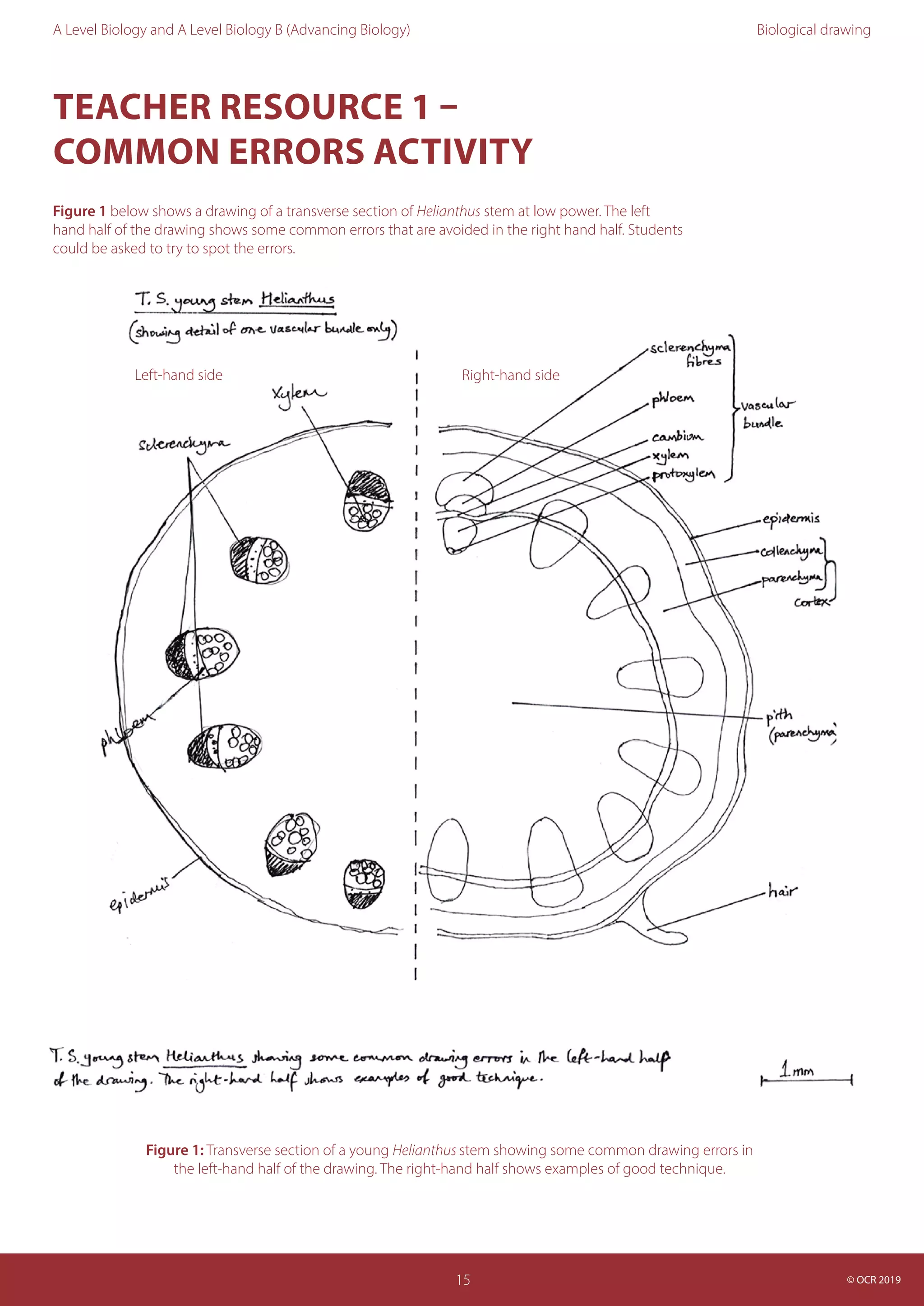 Biological drawing | PDF