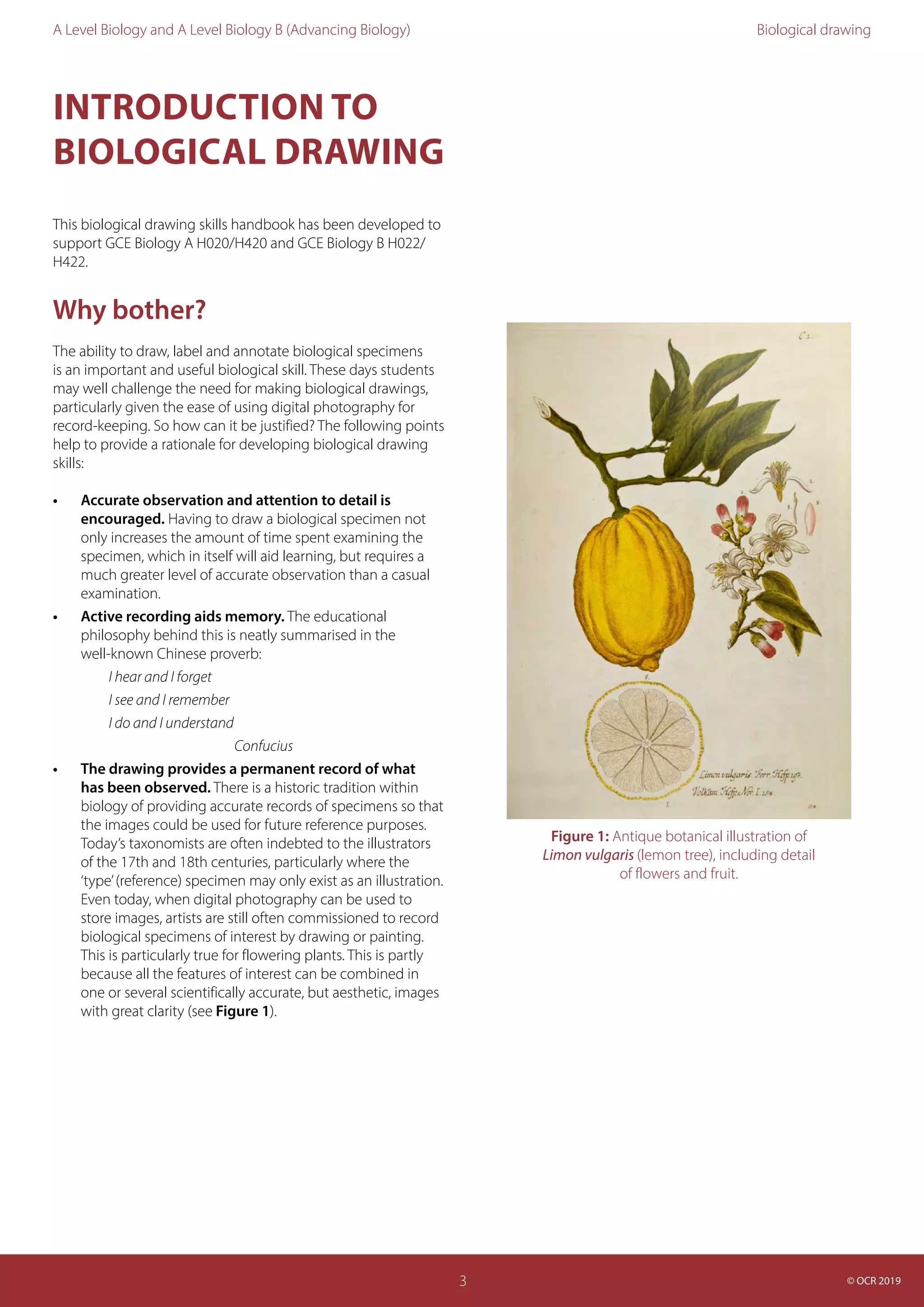 Biological drawing | PDF