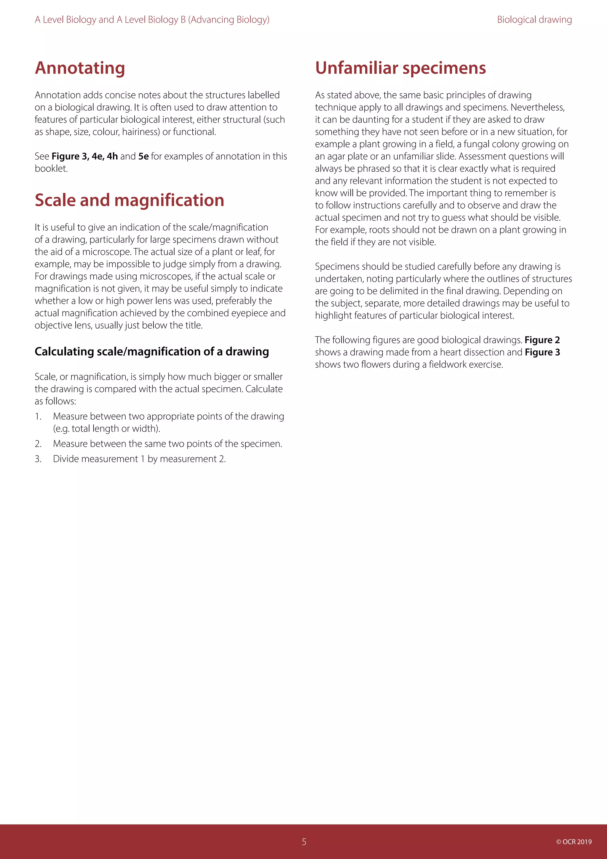 Biological drawing | PDF