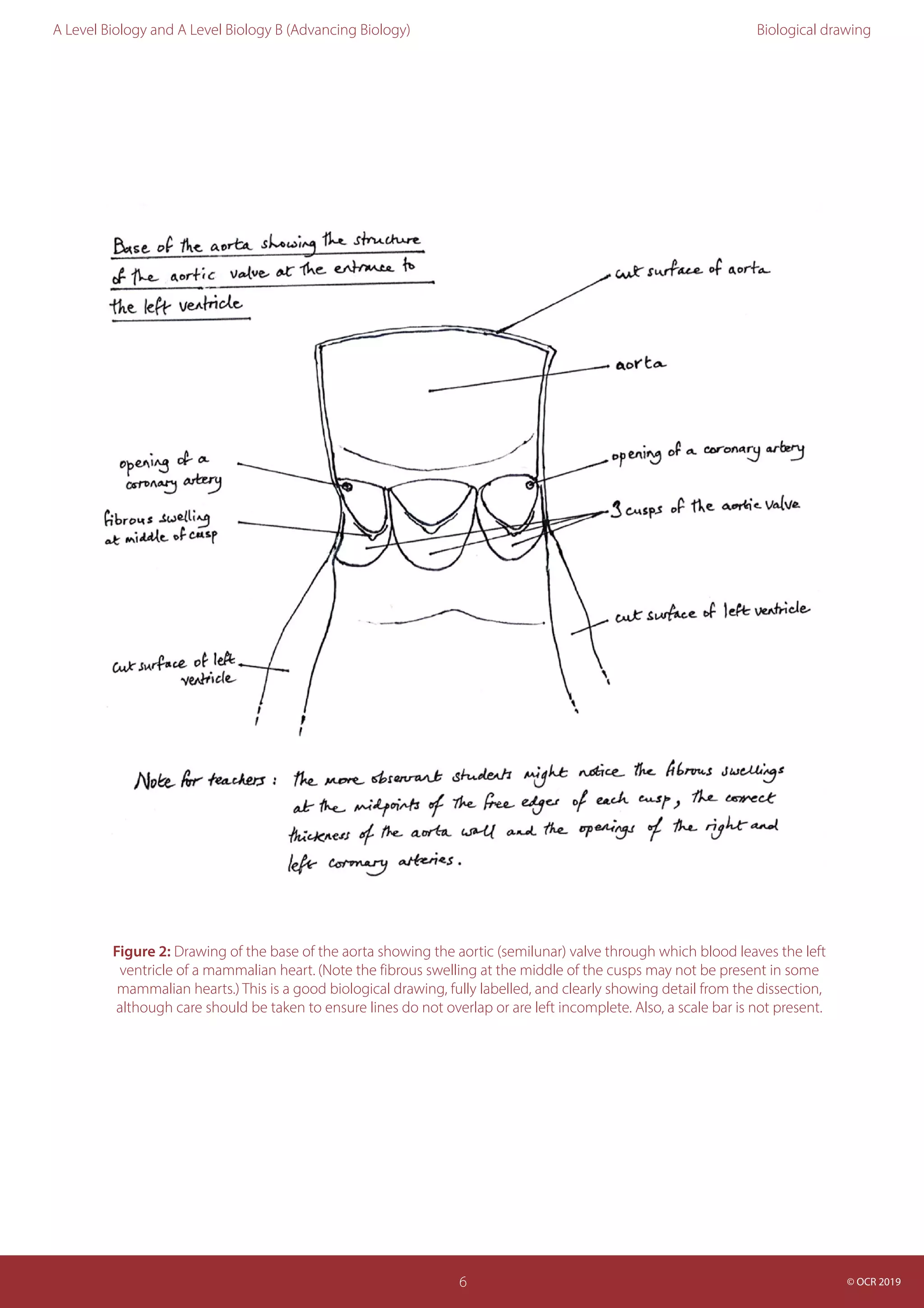 Biological drawing | PDF